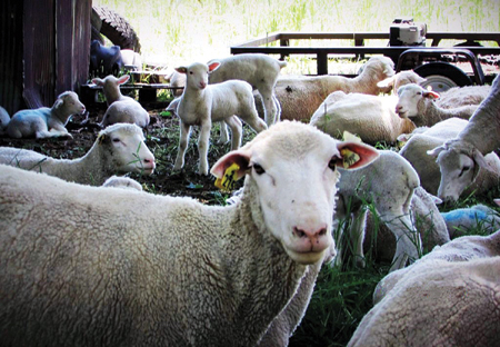 Spit in the Wind Sheep Farm - Countryside